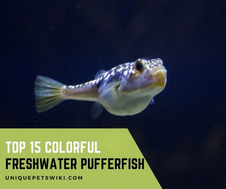 15 Types of Freshwater Pufferfish for Your BEAUTIFUL Tank