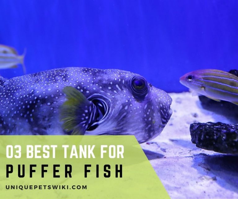 Our TOP 03 Best Tank for Puffer Fish: Size matter!