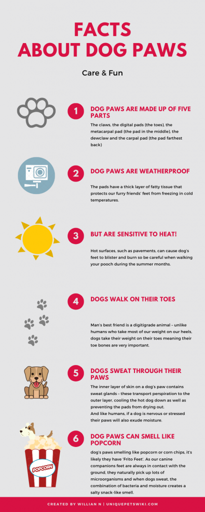 10 Facts About Dog Paws
