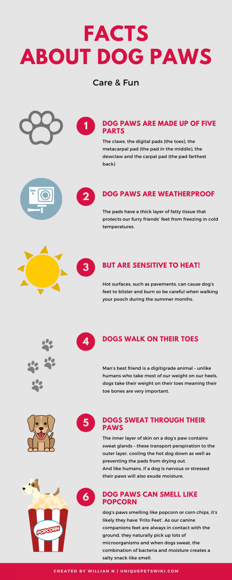 10 Facts About Dog Paws