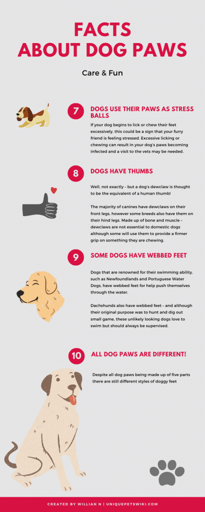 10 Facts About Dog Paws