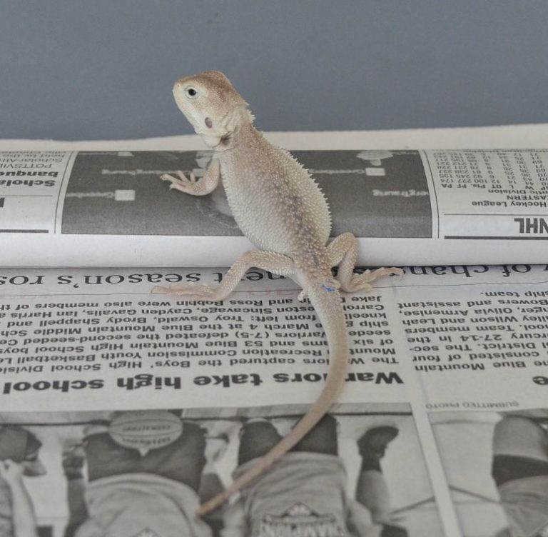 A-Z Bearded Dragon Morphs, Colors & Patterns (With Pictures)