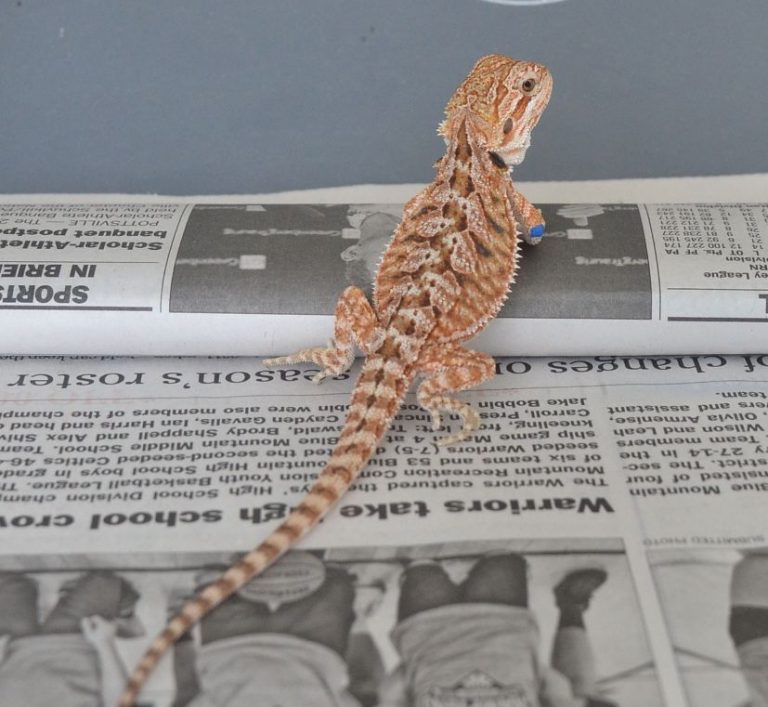 A-Z Bearded Dragon Morphs, Colors & Patterns (With Pictures)