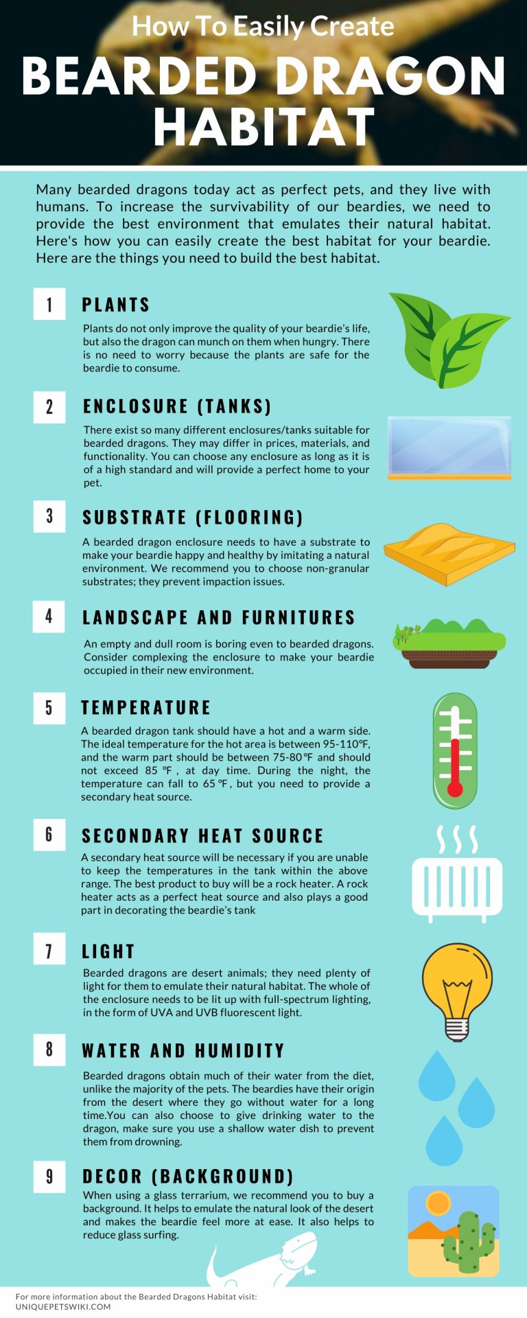 09 Factors to Create Best Bearded Dragon Habitat (+Infographic)
