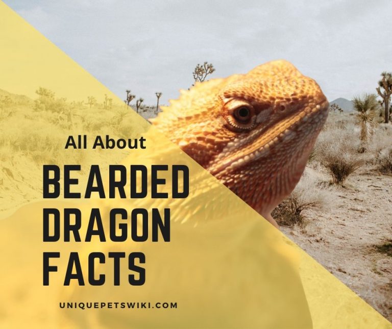 13 Fascinating & Fun Bearded Dragon Facts You Never Knew