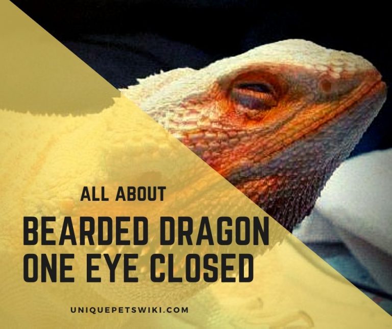 Why Is My Bearded Dragon Closing One Eye? Causes and Solutions