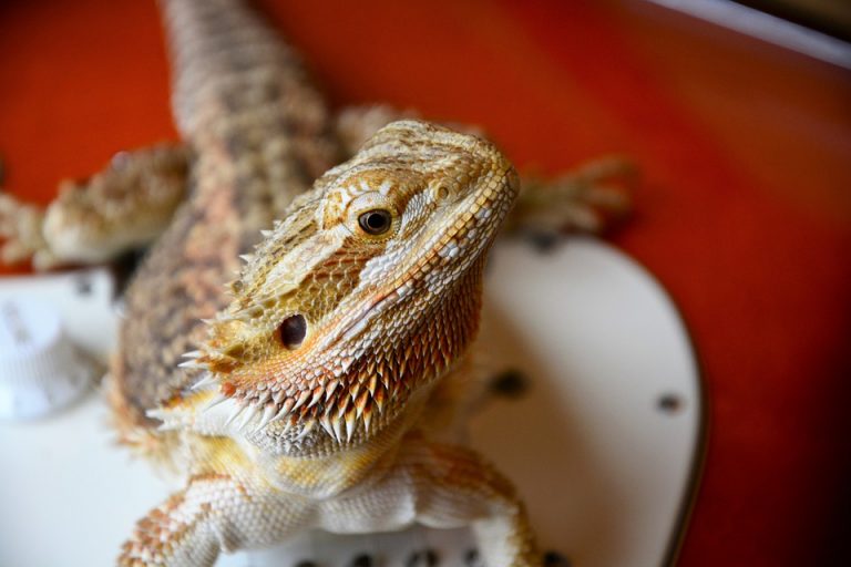 Bearded Dragon Yellow Poop - Understand The Yellow Poop & Yellow Urate