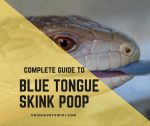 Normal and Abnormal - Green, White, Yellow Blue Tongue Skink Poop
