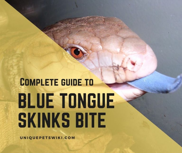 Blue Tongue Skink Bite - How bad is a blue tongue skink bite?