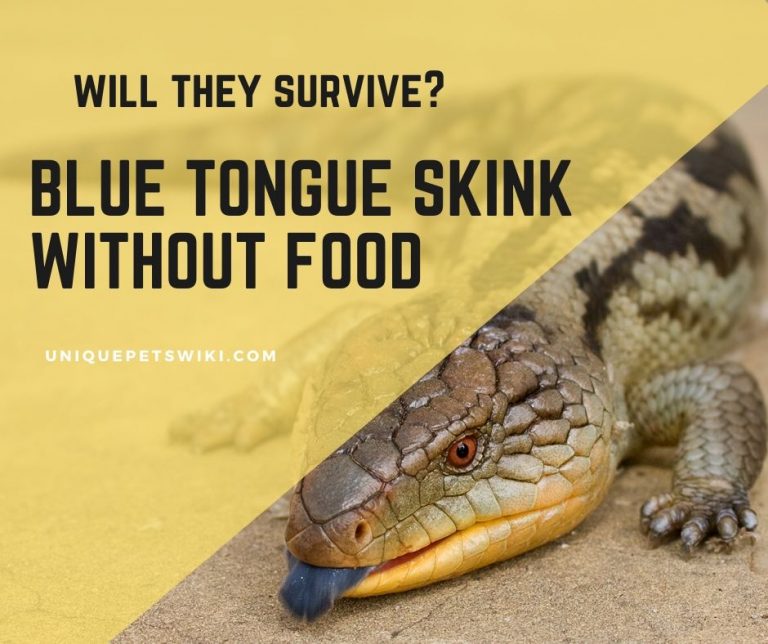 How Long Can Blue Tongue Skinks Go Without Food?