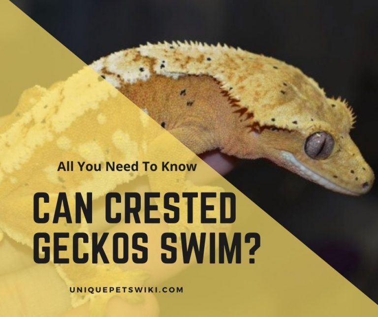 Can Crested Geckos Swim? All Your Concerns Answered!