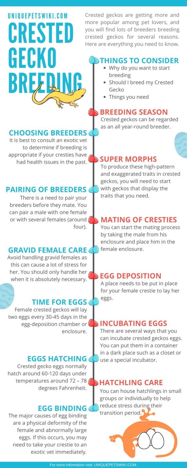 Breeding Crested Geckos 101: Step-by-Step Guide for Beginners