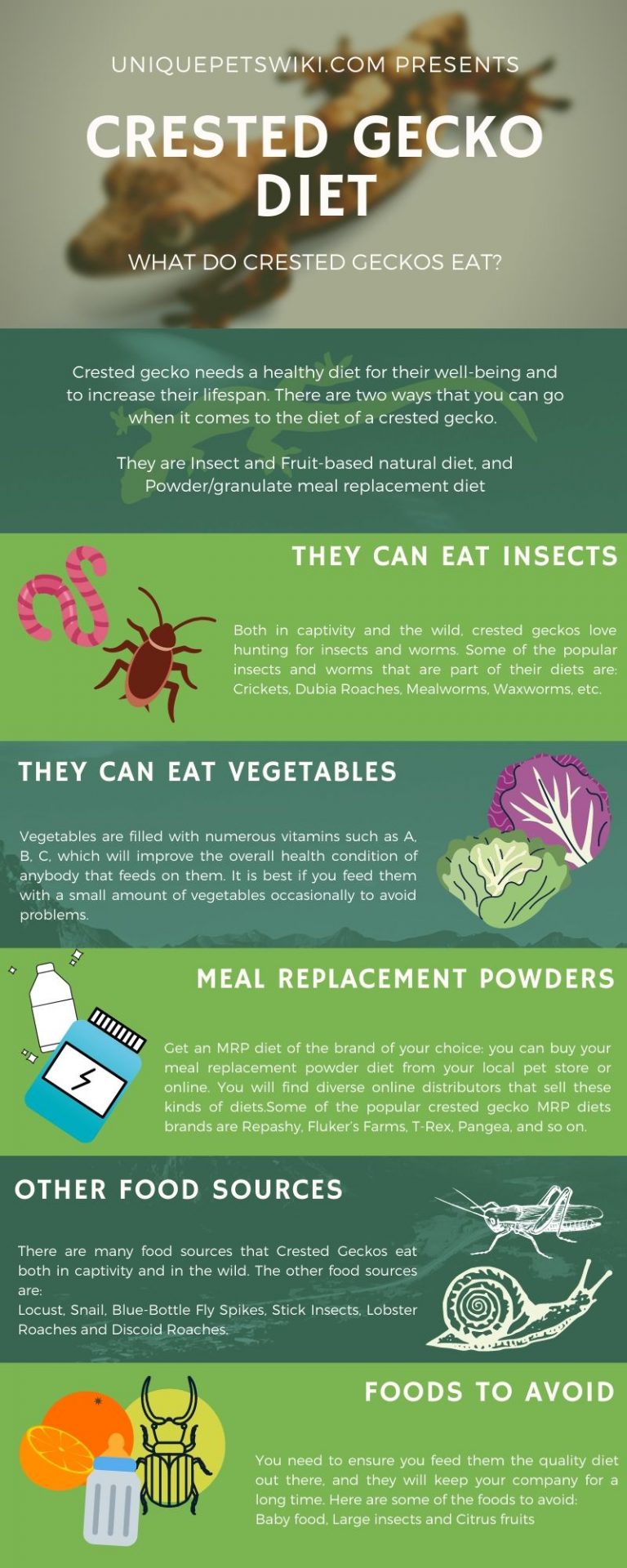 Crested Gecko Diet: A-Z Crested Gecko Food List And Feeding Guide