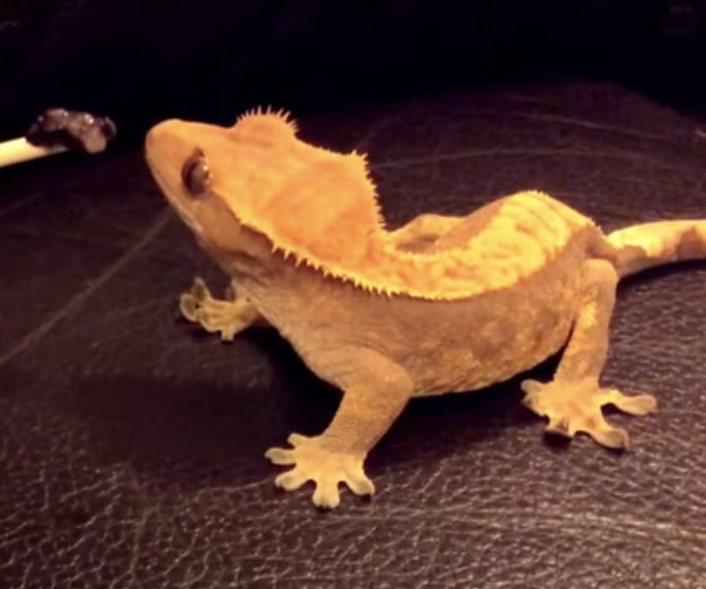 Crested Gecko Diet: A-Z Crested Gecko Food List And Feeding Guide