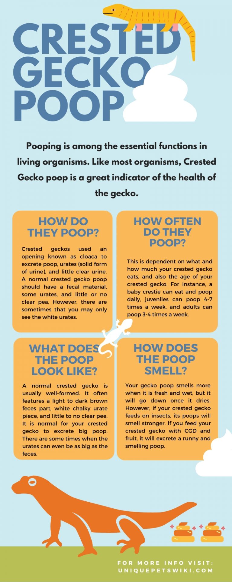 Crested Gecko Poop: 05 Normal & Abnormal Signs + Infographic
