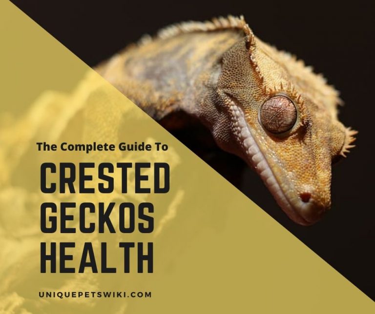 Crested Gecko Health Guide: Everything You Need To Know About Cresties ...