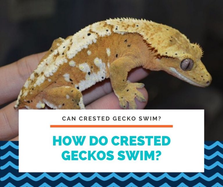 Can Crested Geckos Swim? All Your Concerns Answered!