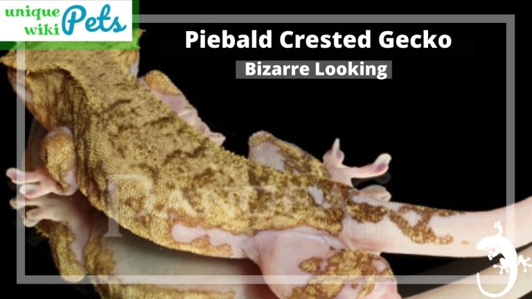 The Complete List Of Crested Gecko Morphs, Patterns, Traits, And Colors