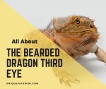 Bearded Dragon Third Eye - What You Need To Know?