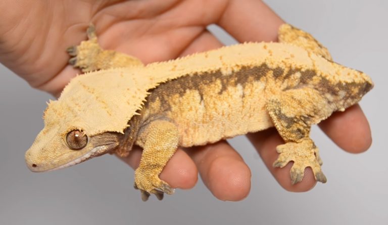 The Complete List Of Crested Gecko Morphs, Patterns, Traits, And Colors
