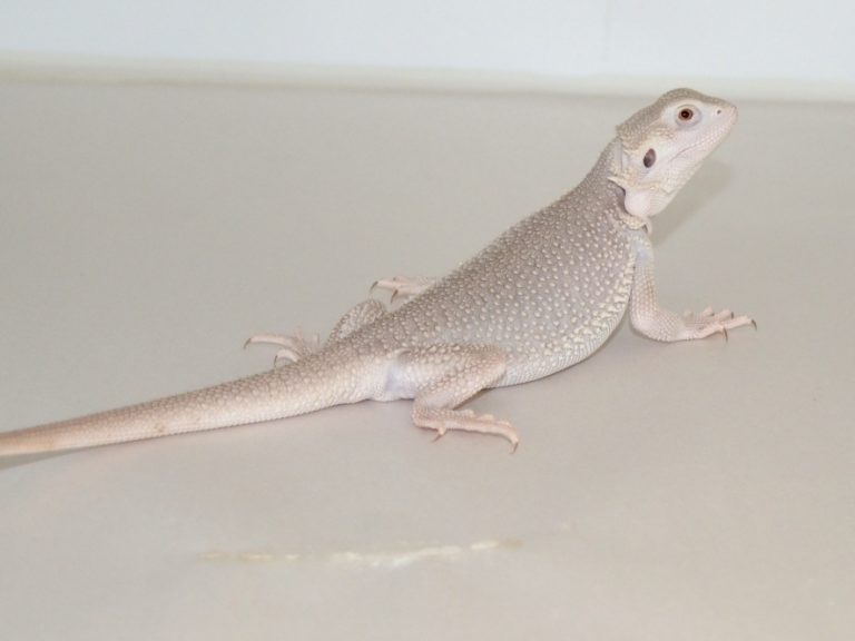 A-Z Bearded Dragon Morphs, Colors & Patterns (With Pictures)