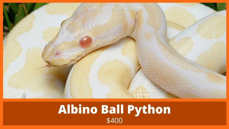 58 Ball Python Morphs: A-Z Morph Color List (With Pictures)
