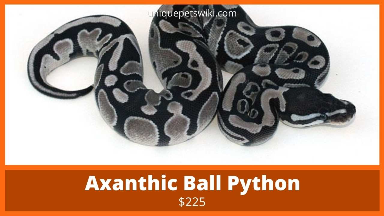 58 Ball Python Morphs: A-Z Morph Color List (With Pictures)