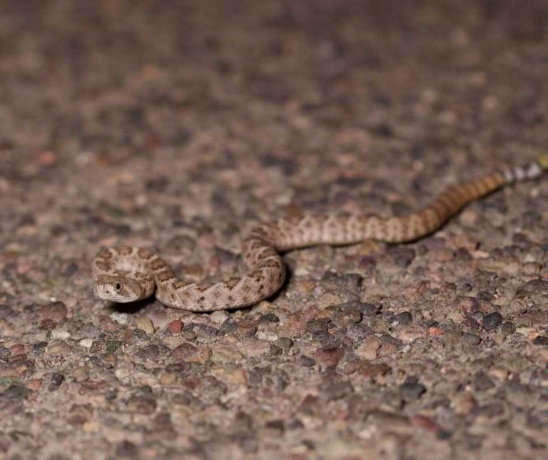 4 Baby Snakes That Look Like Worms