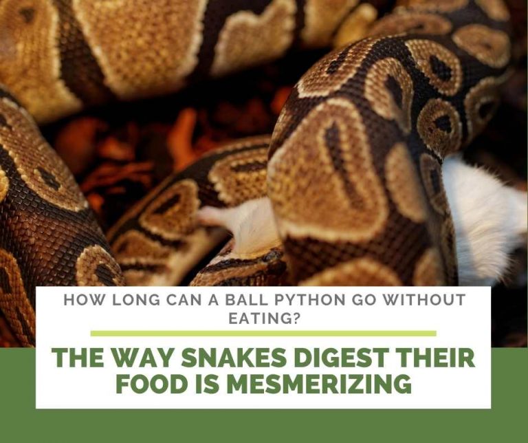 How Long Can A Ball Python Go Without Eating?: The TRUTH!