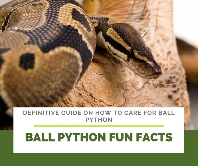 Definitive Guide on How to Care For Ball Pythons (Python Regius)