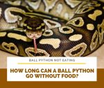 Ball Python Not Eating: 7 Reasons Why. Take Action!