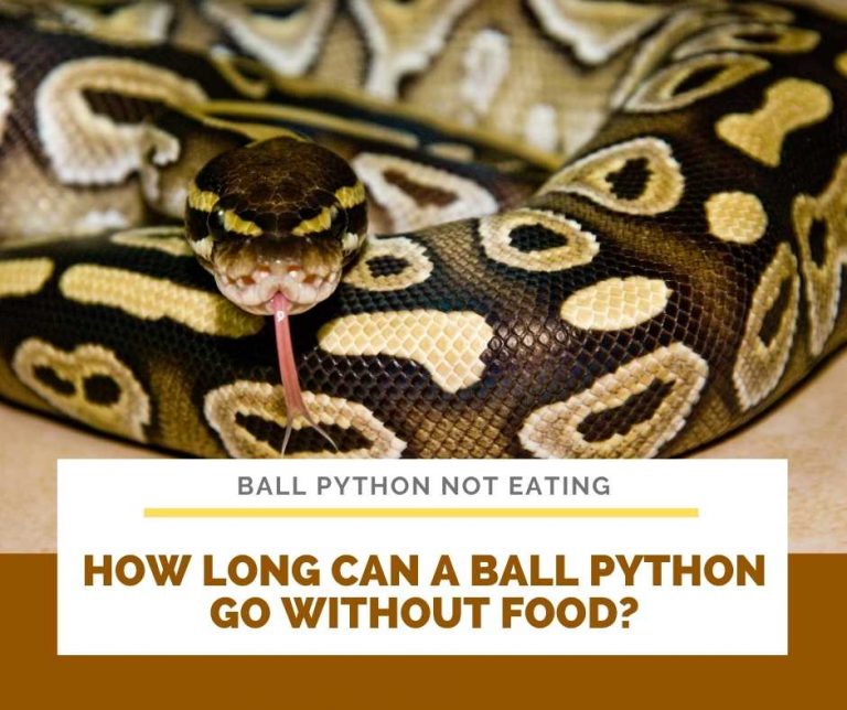 Ball Python Not Eating: 7 Reasons Why. Take Action!