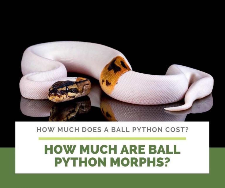 How Much Does A Ball Python Cost? 15 Morphs' Prices