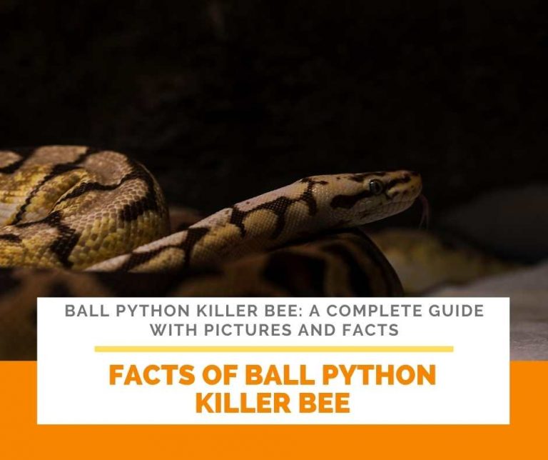 Ball Python Killer Bee: A complete Guide with Pictures and Facts