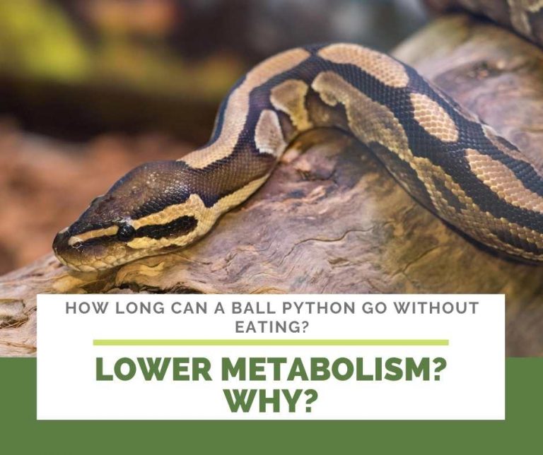 How Long Can A Ball Python Go Without Eating?: The TRUTH!