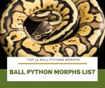 58 Ball Python Morphs: A-Z Morph Color List (With Pictures)