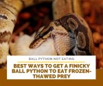 Ball Python Not Eating: 7 Reasons Why. Take Action!