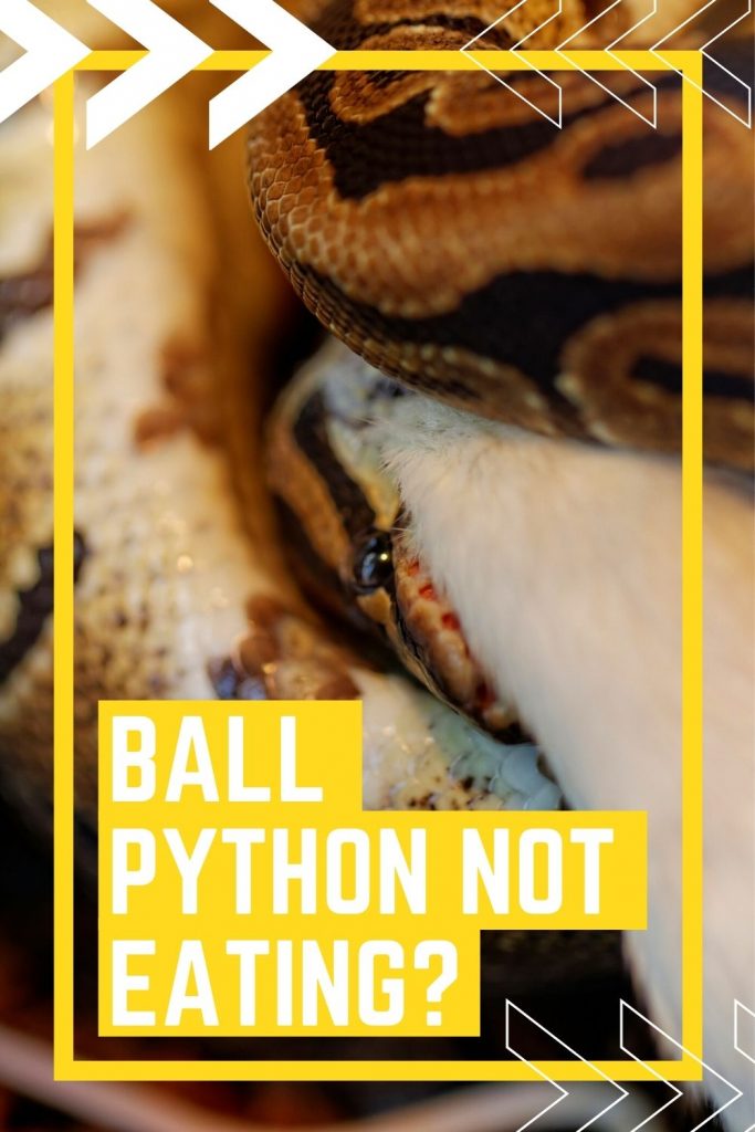 Ball Python Not Eating: 7 Reasons Why. Take Action!