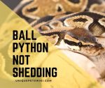 5 Facts About Ball Python Not Shedding Exposed!