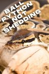 5 Facts About Ball Python Not Shedding Exposed!