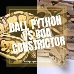 Ball Python Vs Boa Constrictor: Battle of the best pet snake!