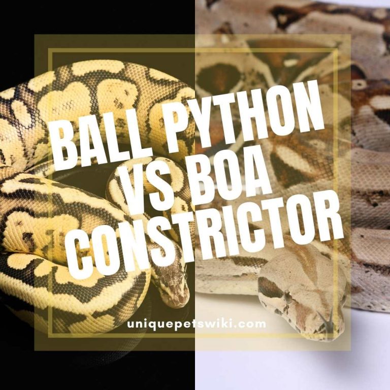 Ball Python Vs Boa Constrictor: Battle of the best pet snake!