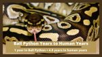 Original Reptile Years to Human Years Calculator