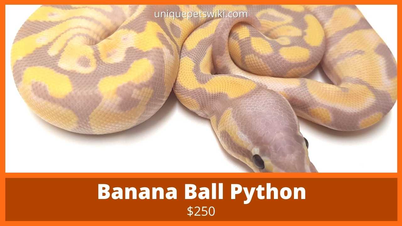 58 Ball Python Morphs: A-Z Morph Color List (With Pictures)
