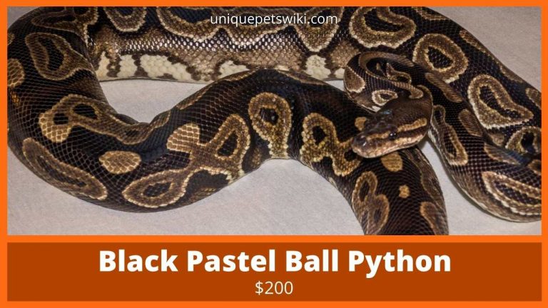 58 Ball Python Morphs: A-Z Morph Color List (With Pictures)