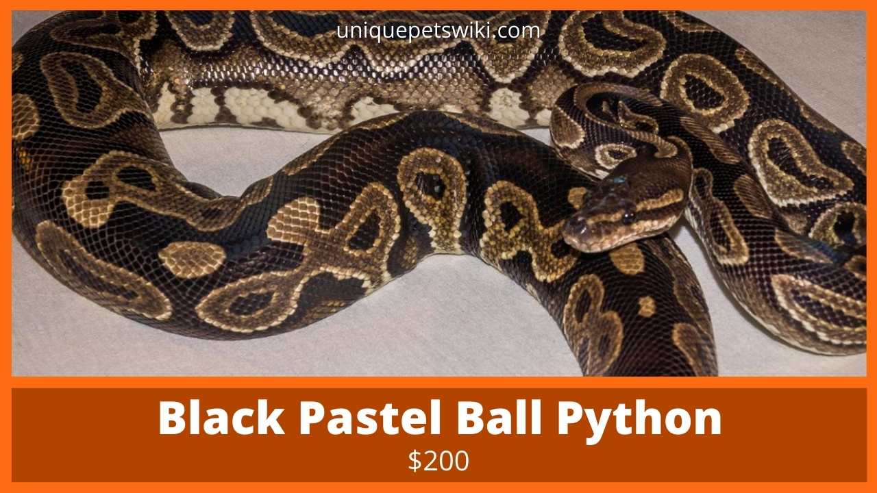 58 Ball Python Morphs: A-Z Morph Color List (With Pictures)