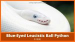 58 Ball Python Morphs: A-Z Morph Color List (With Pictures)