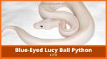 58 Ball Python Morphs: A-Z Morph Color List (With Pictures)