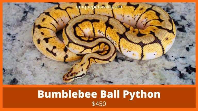 58 Ball Python Morphs: A-Z Morph Color List (With Pictures)