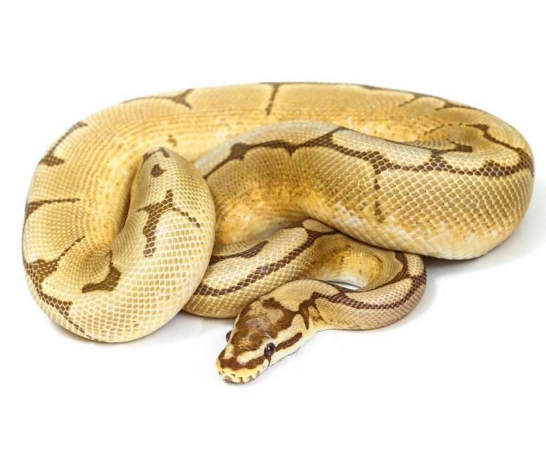How Much Does A Ball Python Cost? 15 Morphs' Prices